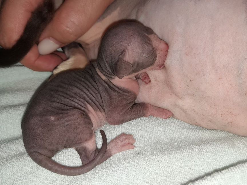 Котята сфинкс