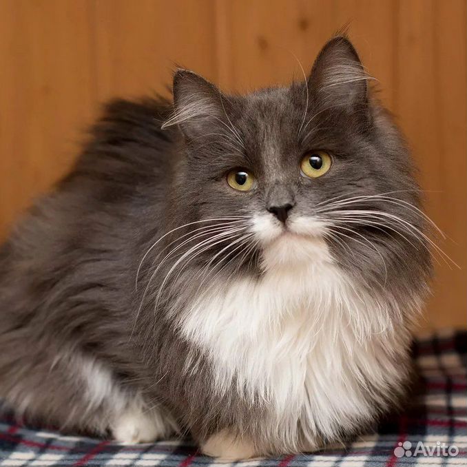 Красавица Ульяна норвежская лесная ищет дом