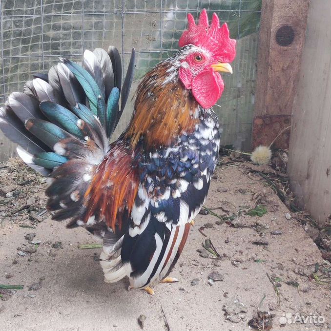 Малазийская Серама петушок