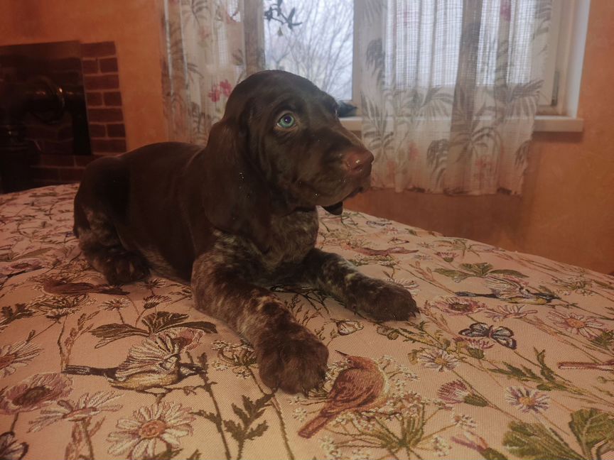 Щенки курцхаара