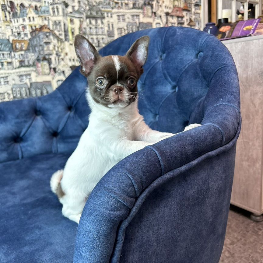 Чихуахуа щенята