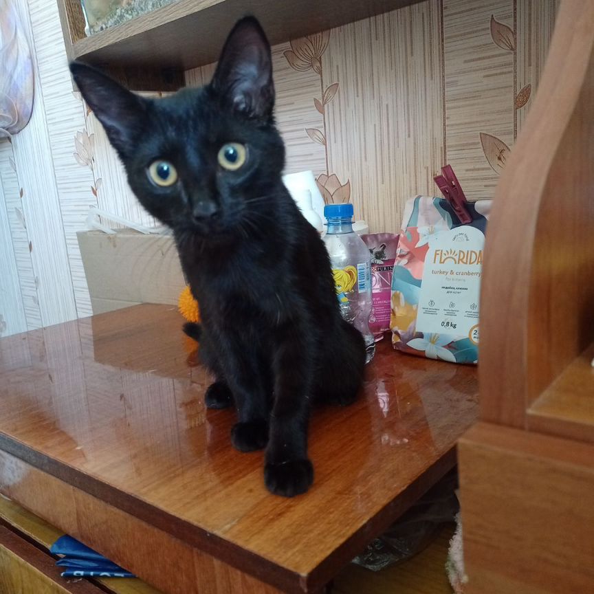 Котёнок ищет дом