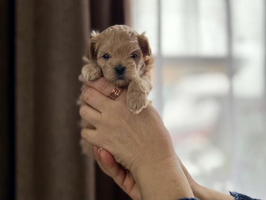 Мальтипу ф1 мини