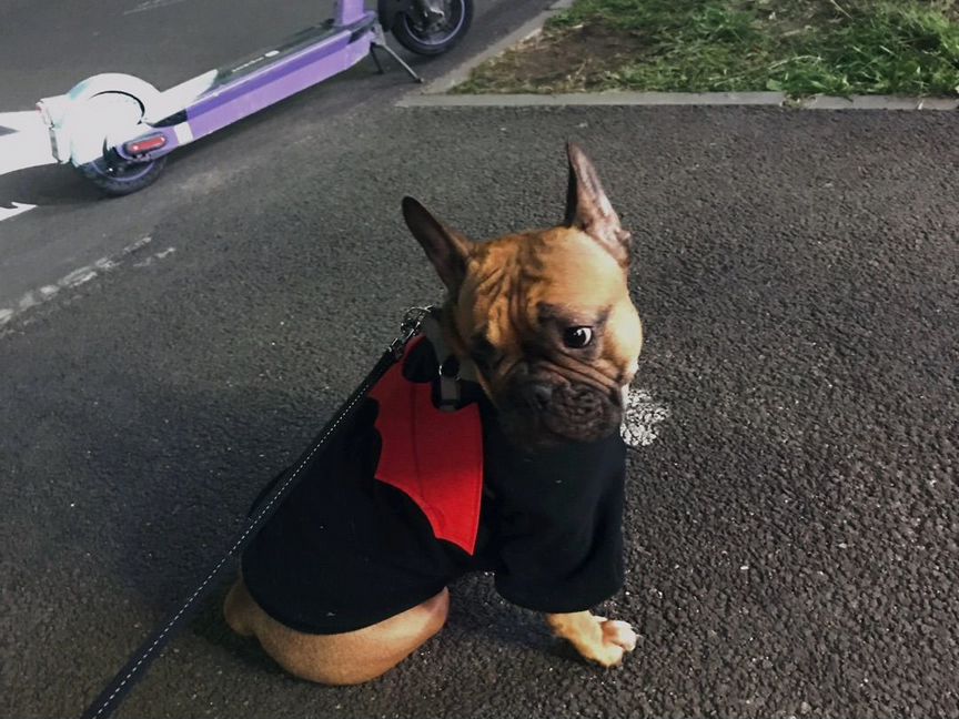 Французский бульдог