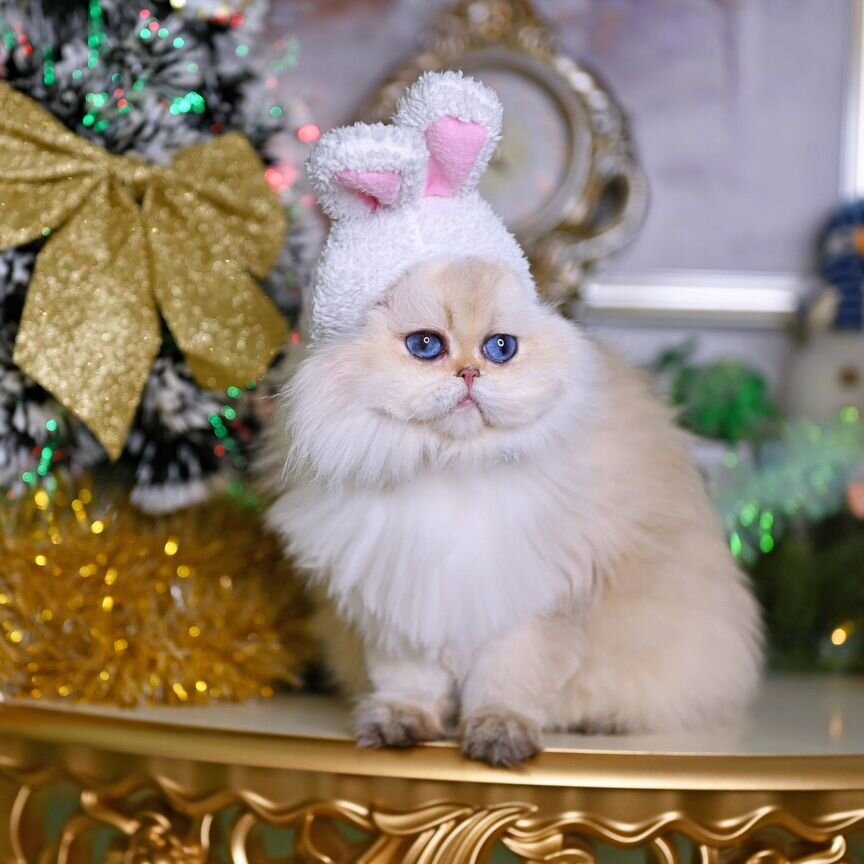 Золотая шиншилла пойнт в хорошие ручки