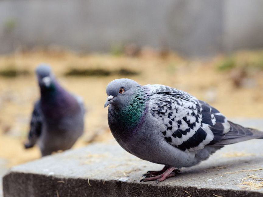 Сизый голубь