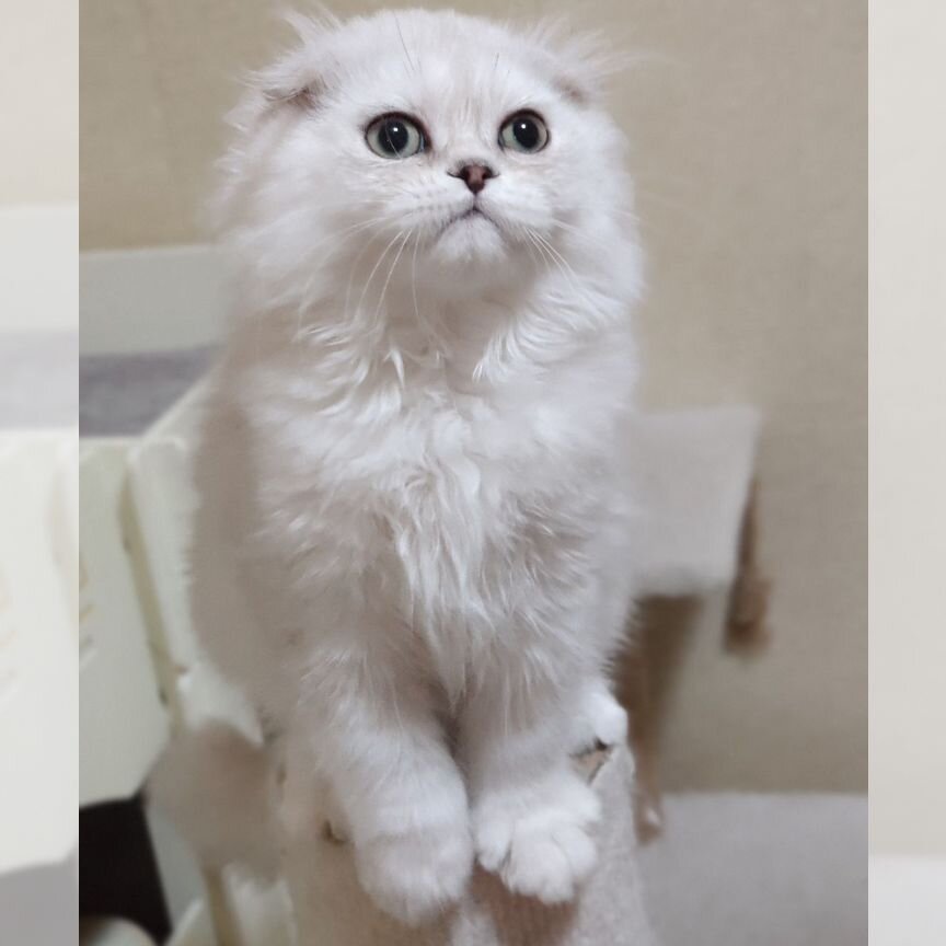 Шотландский вислоухий длинношёрстный котёнок