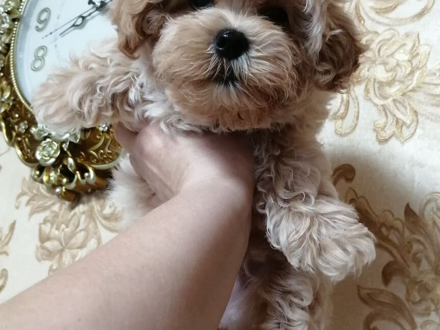 Мальтипу ф 1 Корея