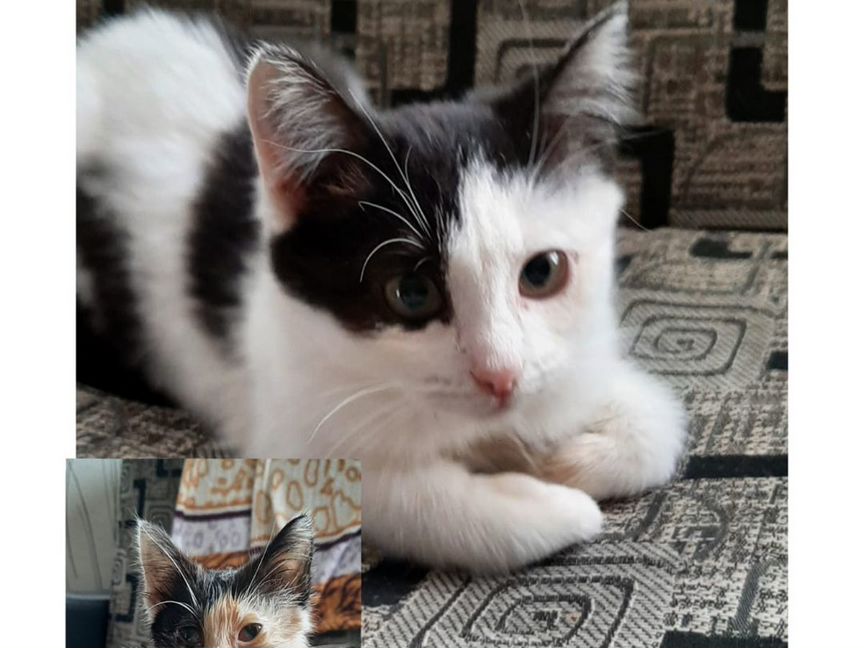 Милейшая котейка ищет дом