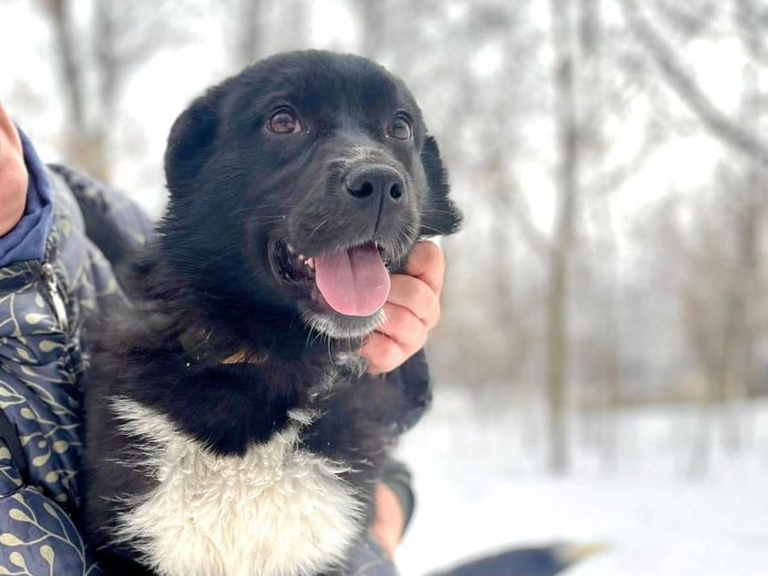 Щенок-девочка Смурфета в добрые руки