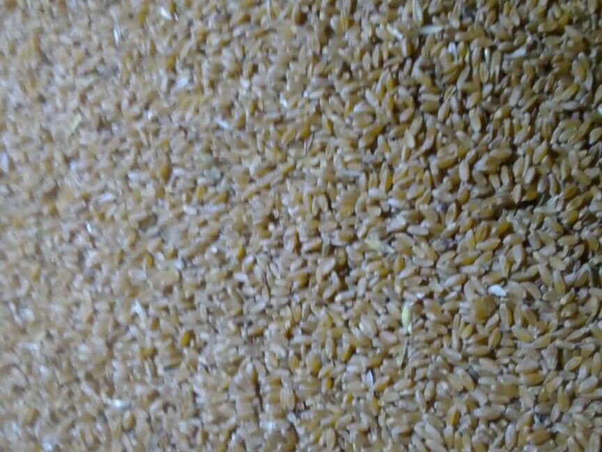 Продам пшеницу