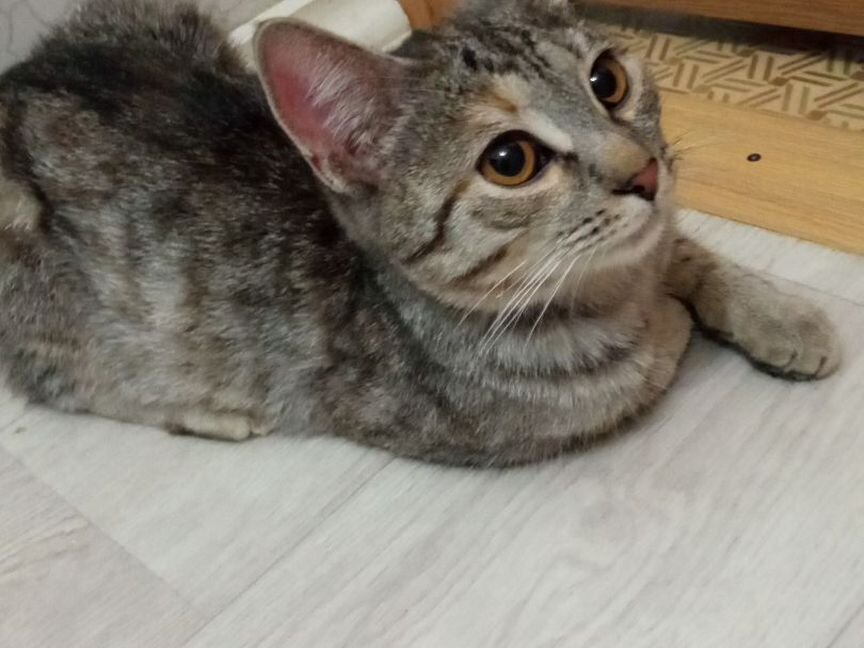 Кошшечка Буся 7мес в сем ью