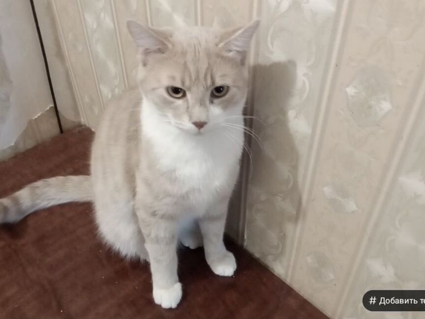 Кот Фунтик окрас абрикос 1 г