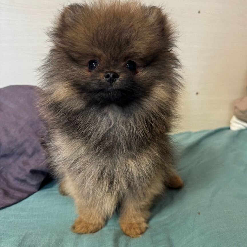 Померанский шпиц, щенок