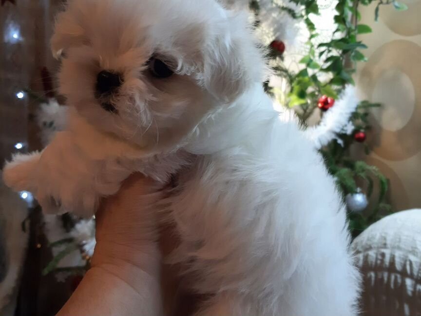 Мальтийская болонка мини