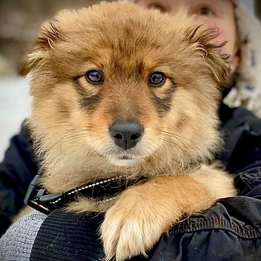 Щенок девочка 3,5 месяца в добрые руки