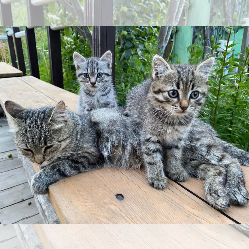 Котята в добрые руки