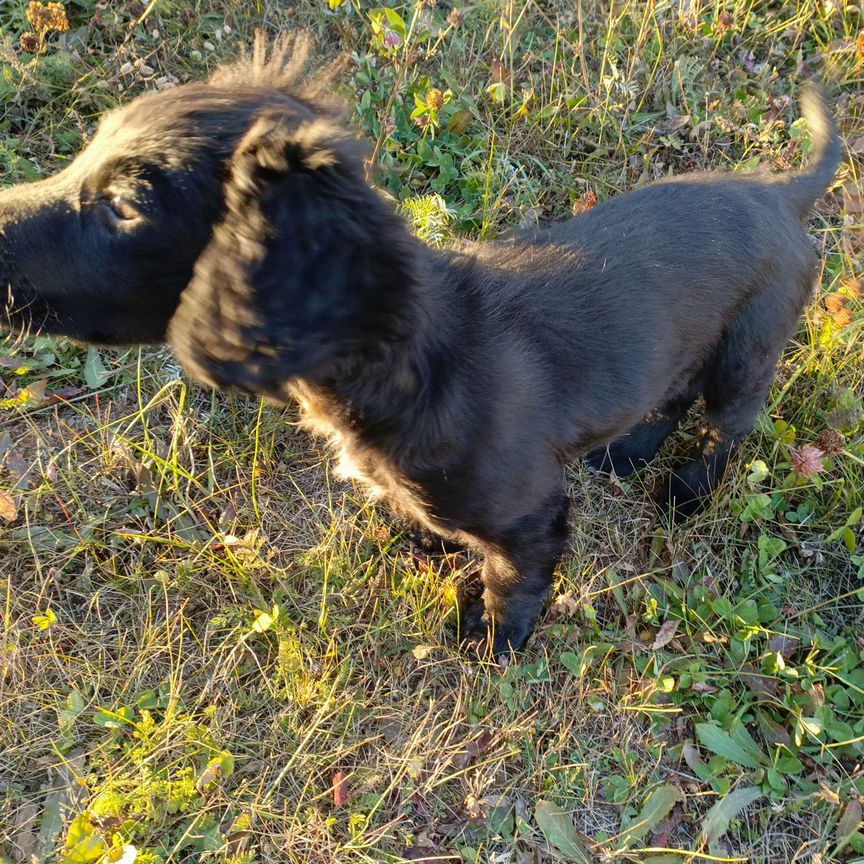 Отдам в добрые руки щенка спаниеля, мальчик