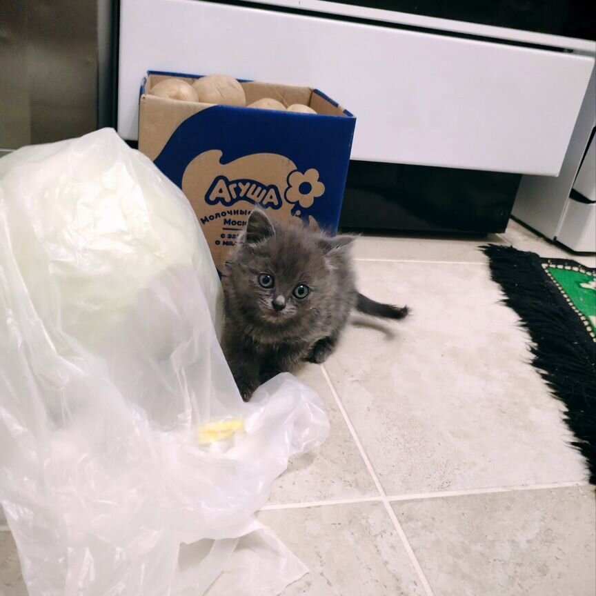 Котики 2 мес отдам в добрые руки