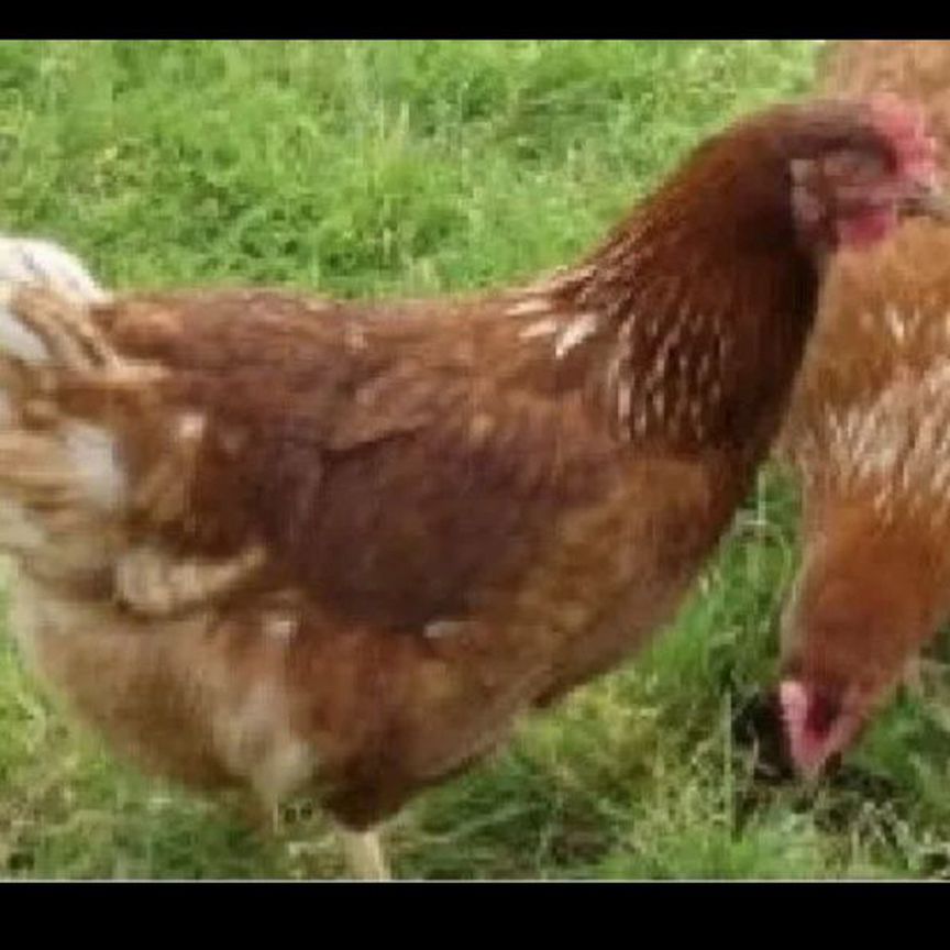 Курицы несушки молодки