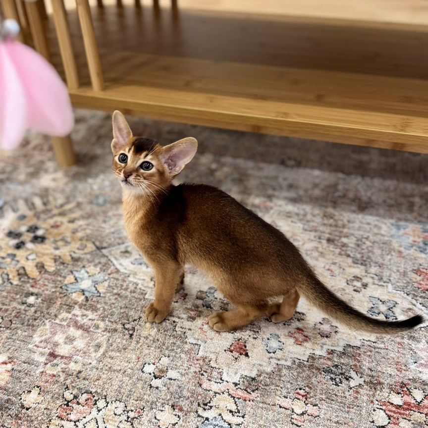 Абиссинский котёнок