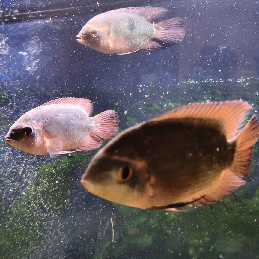 Цихлазома винная красса бражник