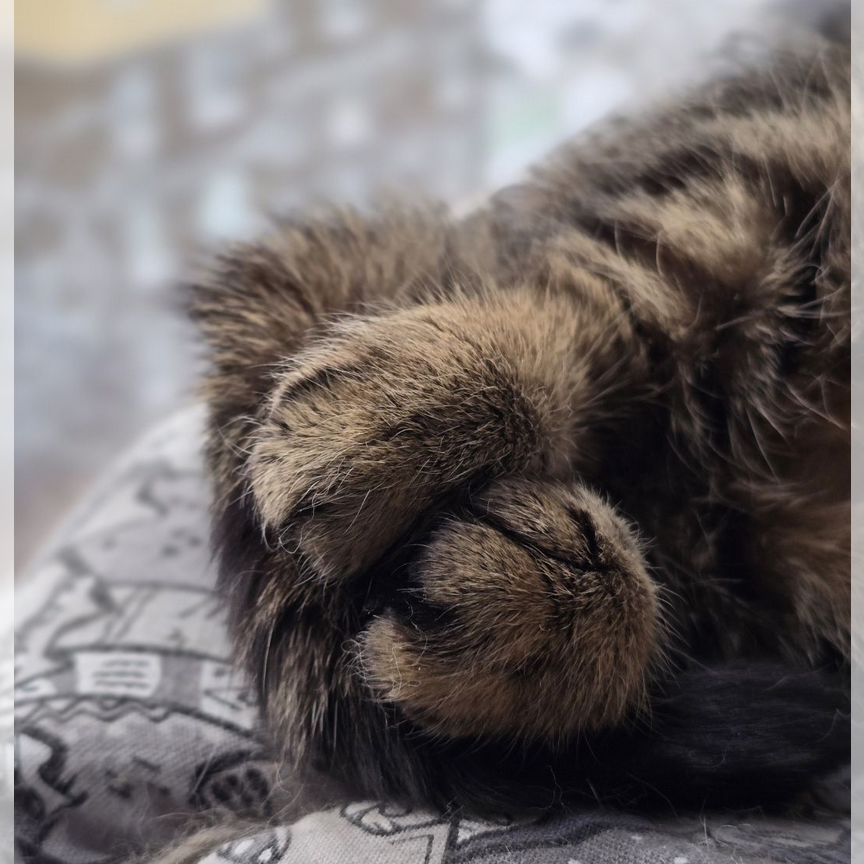 Хоши кошка с заброшки