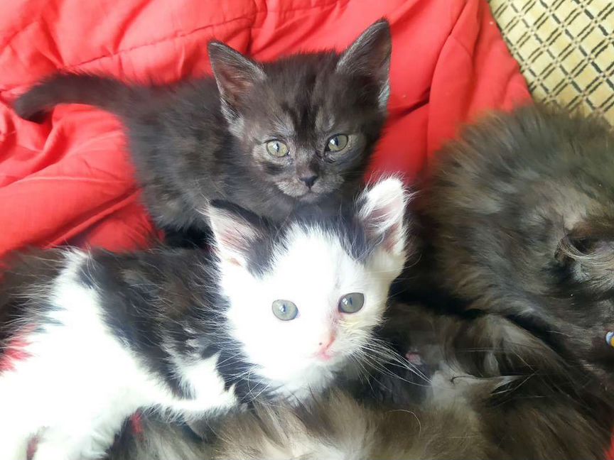 Котята сибирской длинношерстной кошки