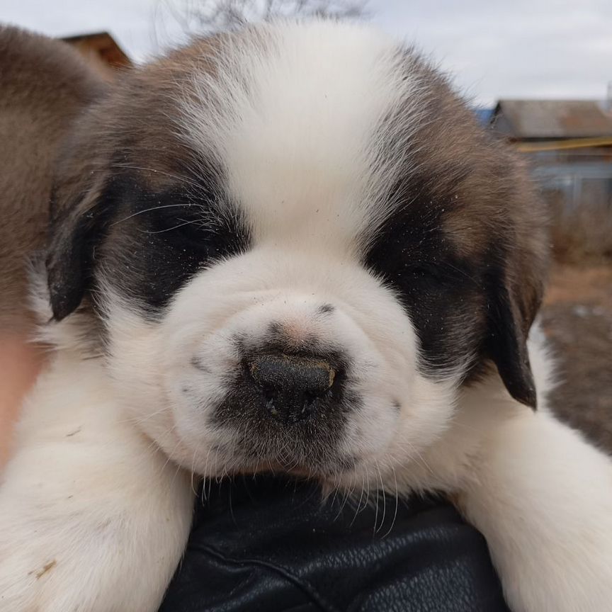 Сенбернар, щенок