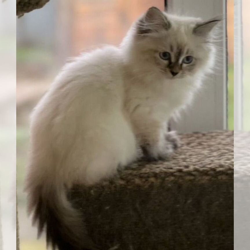 Невский маскарадный котёнок