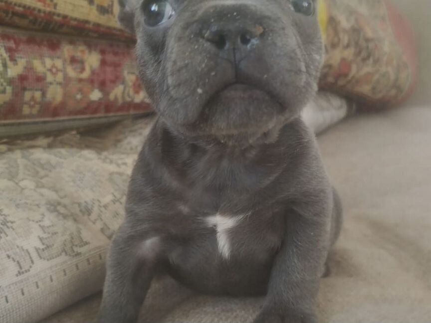 Французский бульдог