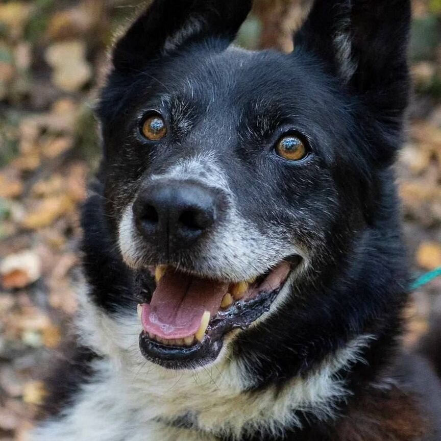 Собака в добрые руки отдам бесплатно
