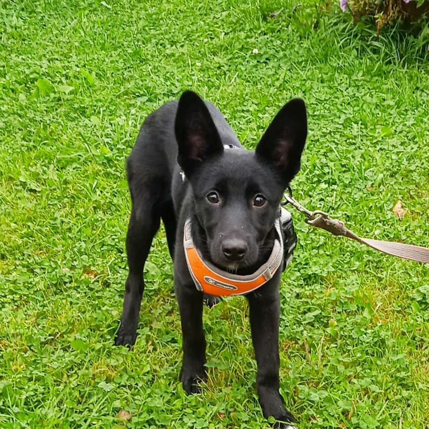 Щенок в добрые руки бесплатно