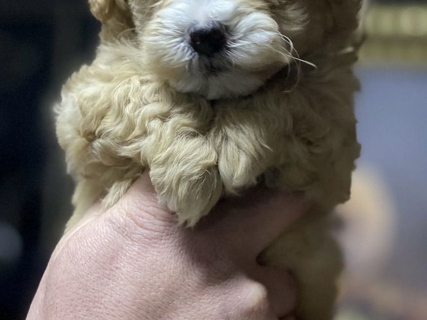 Мальтипу в хорошие руки