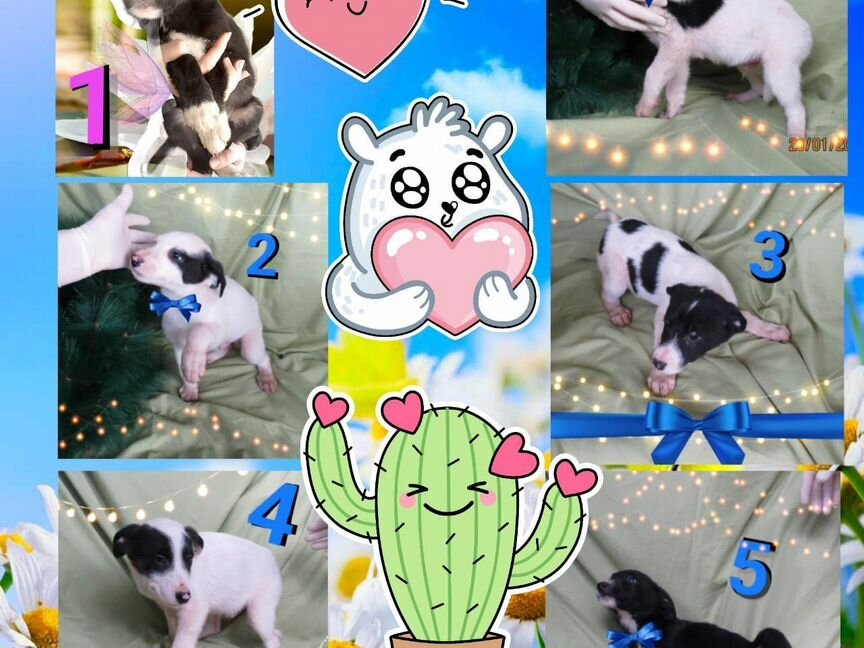 Щенки в добрые руки