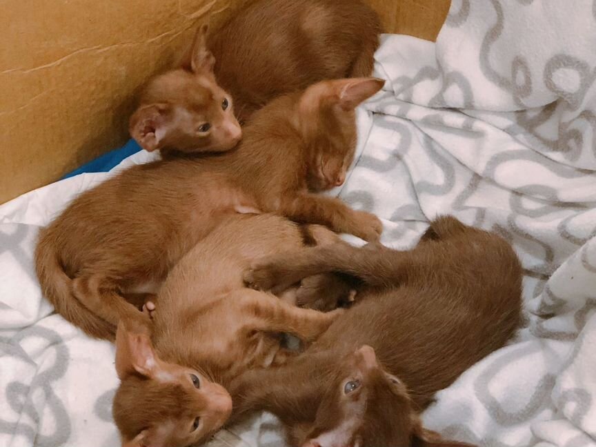 Ориентальные котята редкого окраса цинамон