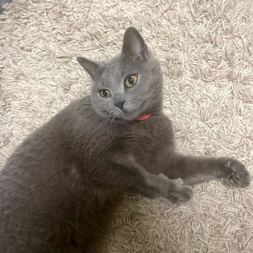 Британская длинношёрстная, взрослая кошка