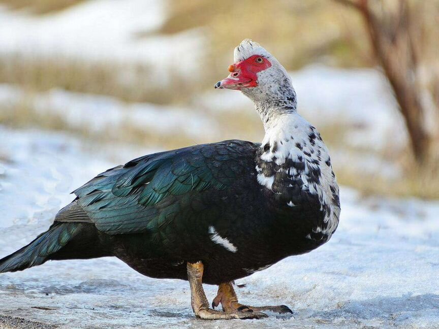Мускусные утки