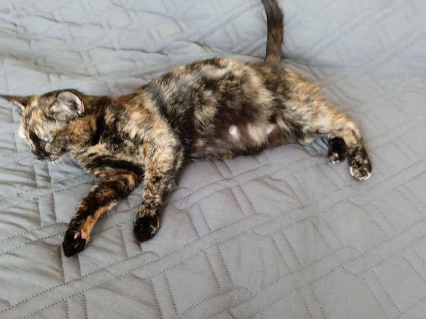 Бронь на котят от лесного кота