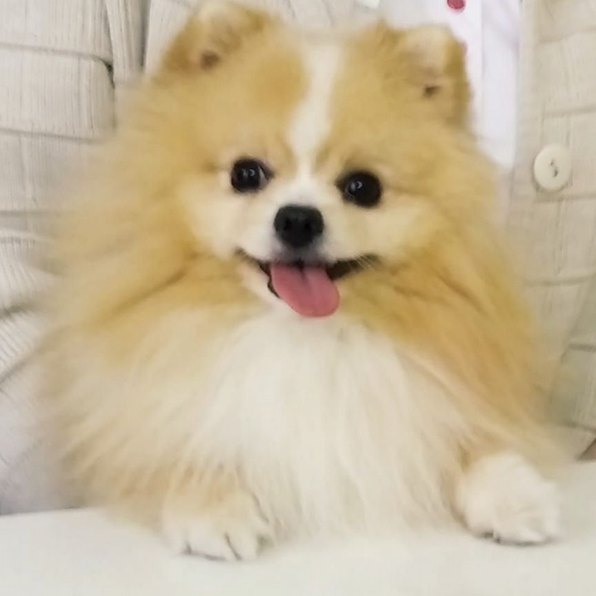 Померанский шпиц мини вязка