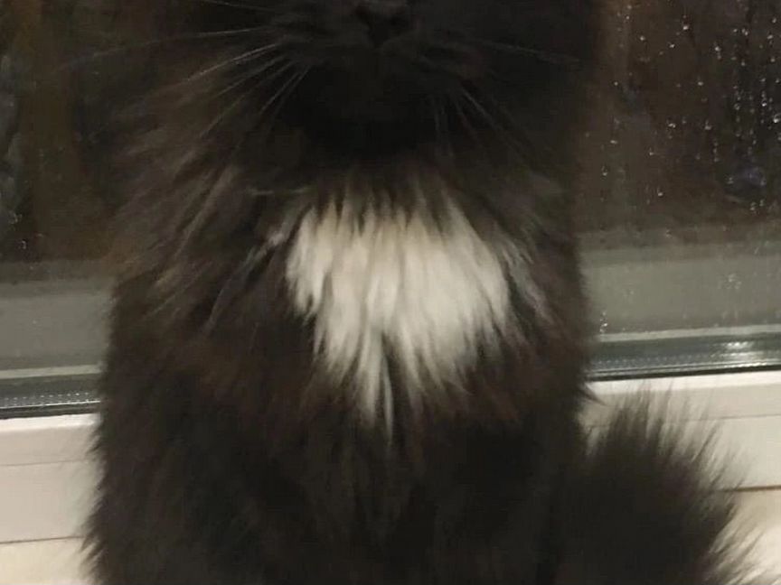 Кошка в добрые руки