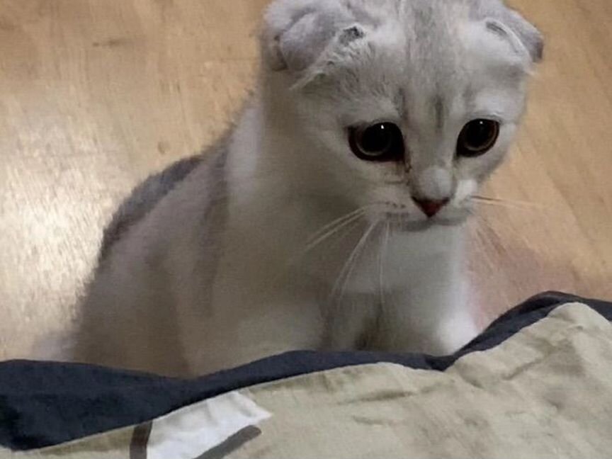 Шотландская вислоухая кошка