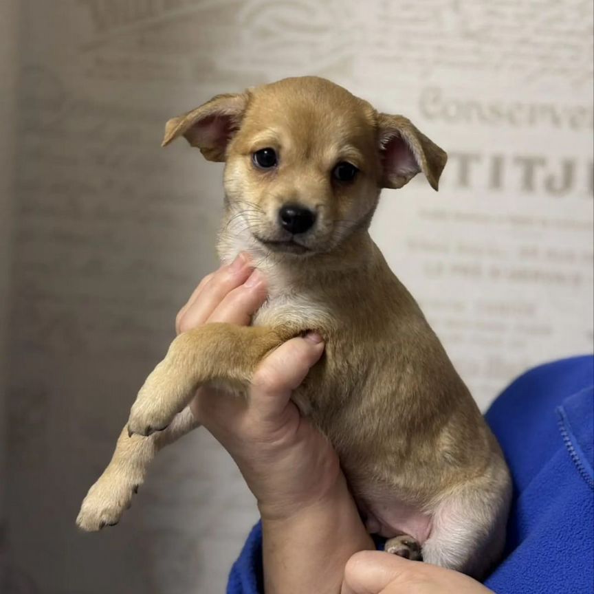 Чихуахуа, щенок