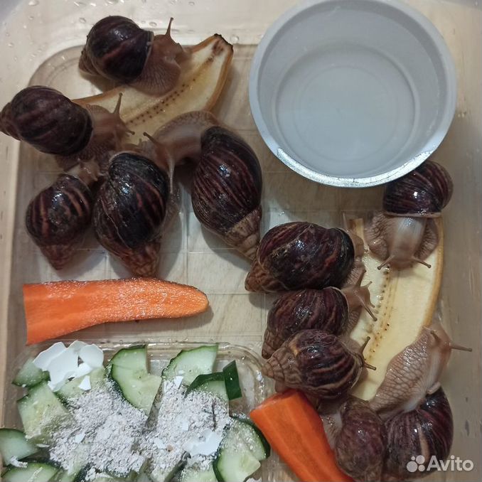 Отдам улиток ахитин