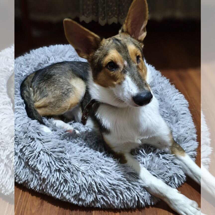 Щенок в добрые руки