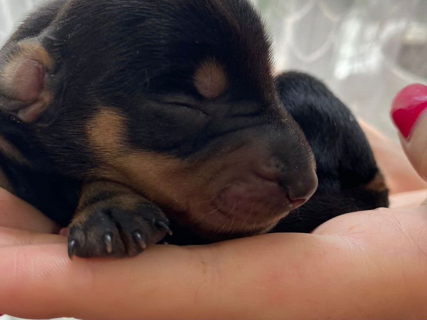 Шенки таксы