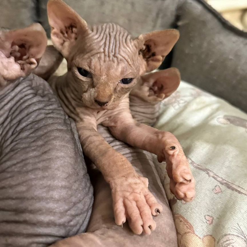 Котята сфинкс