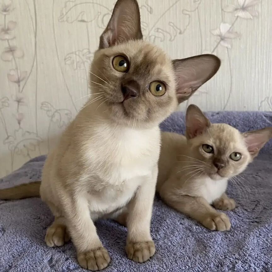 Европейский бурманский котёнок
