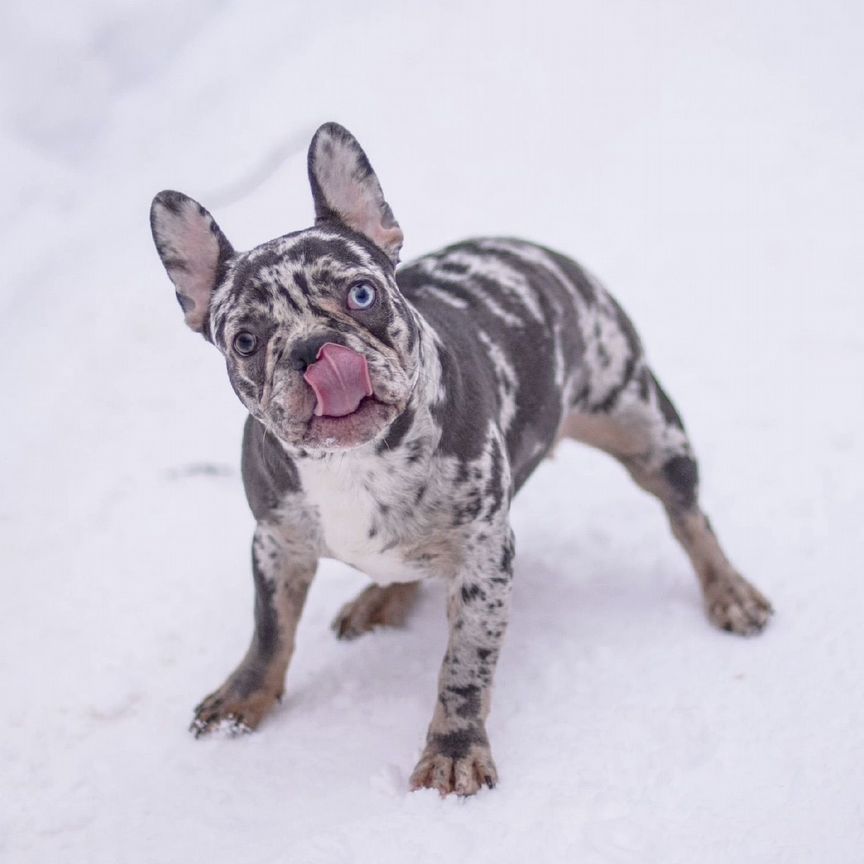 Французский бульдог, щенок