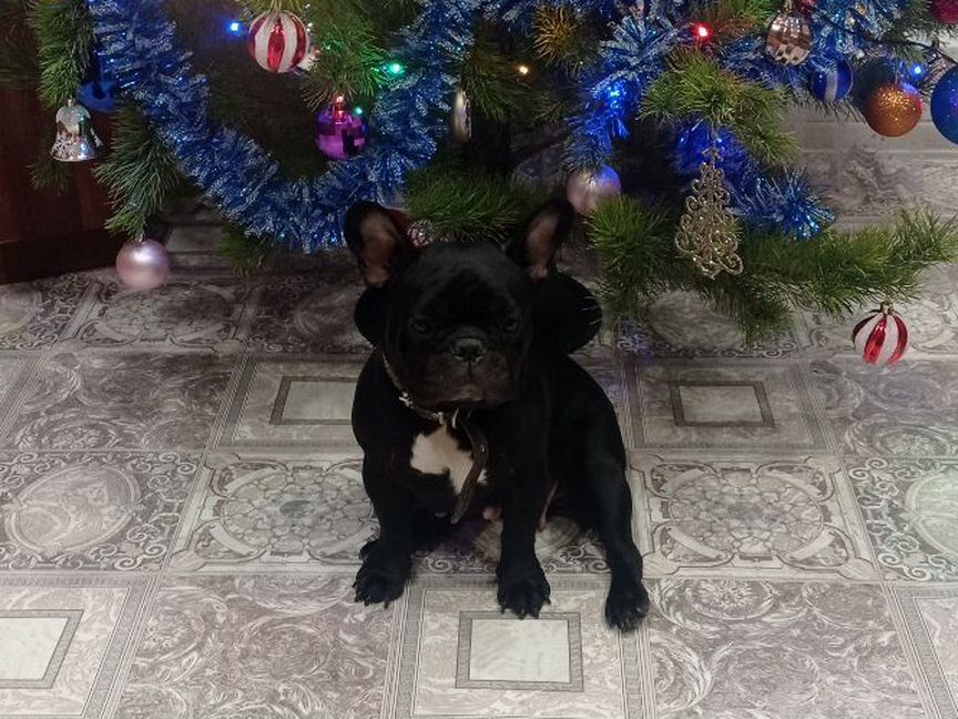 Французский бульдог